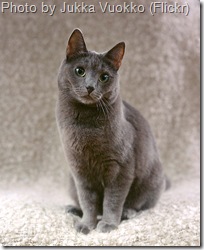 European Shorthair – Michael Broad